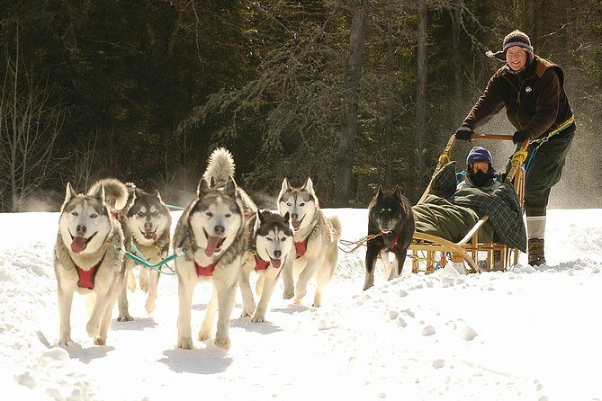 Dogsled Adventure in Mont-Tremblant - An In-Depth Look at the Dogsled Experience