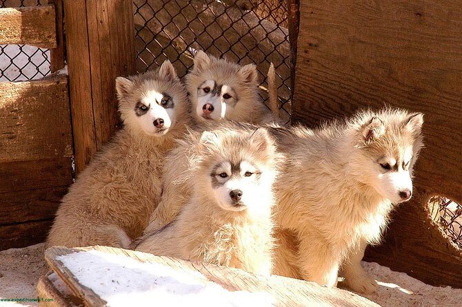 Dogsled Adventure in Mont-Tremblant - The Sum Up: Who Benefits Most from This Tour?