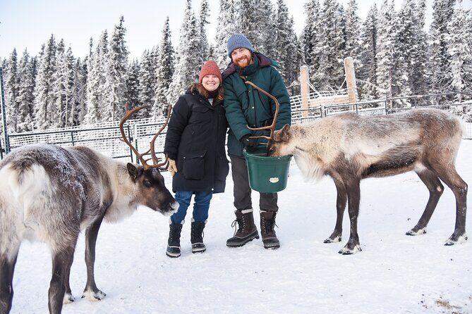 Dogsled and Reindeer Day Trip to Borealis Basecamp - An Introduction to Borealis Basecamp’s Dogsled and Reindeer Tour