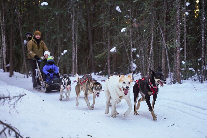 Dogsled and Reindeer Day Trip to Borealis Basecamp - Key Points