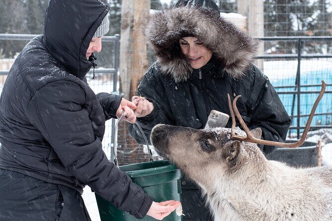 Dogsled and Reindeer Day Trip to Borealis Basecamp - Potential Drawbacks