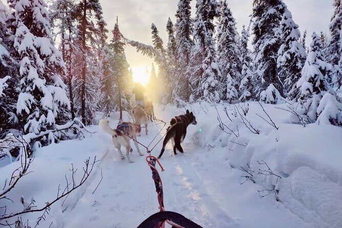 Dogsled Rides - The Itinerary: What to Expect During Your Dogsled Ride