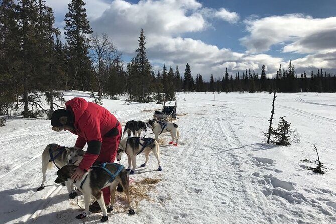 Dogsledding in the Heart of Alaska - Key Points