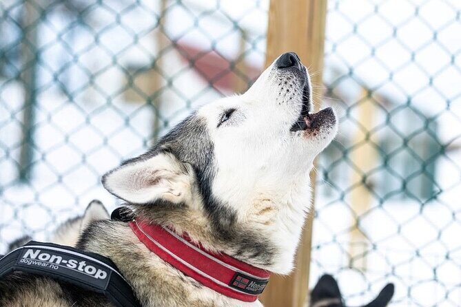 Dogsledding, near Akureyri - Key Points