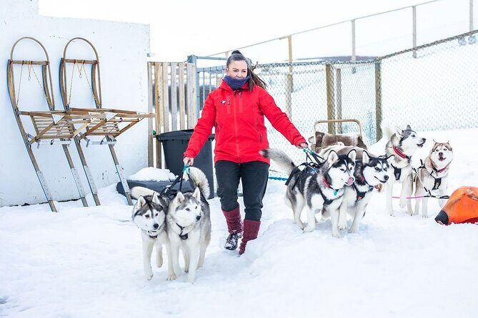 Dogsledding, near Akureyri - An In-Depth Look at the Dogsledding Tour