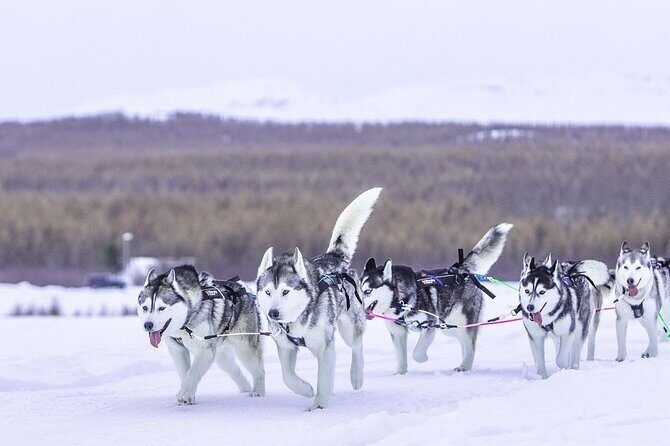 Dogsledding, near Akureyri - FAQ