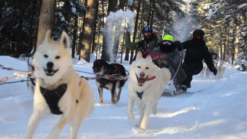 Dogsledding Nordic Adventure near Mont-Tremblant - Introduction: Why This Dogsledding Tour Could Be Your Winter Highlight