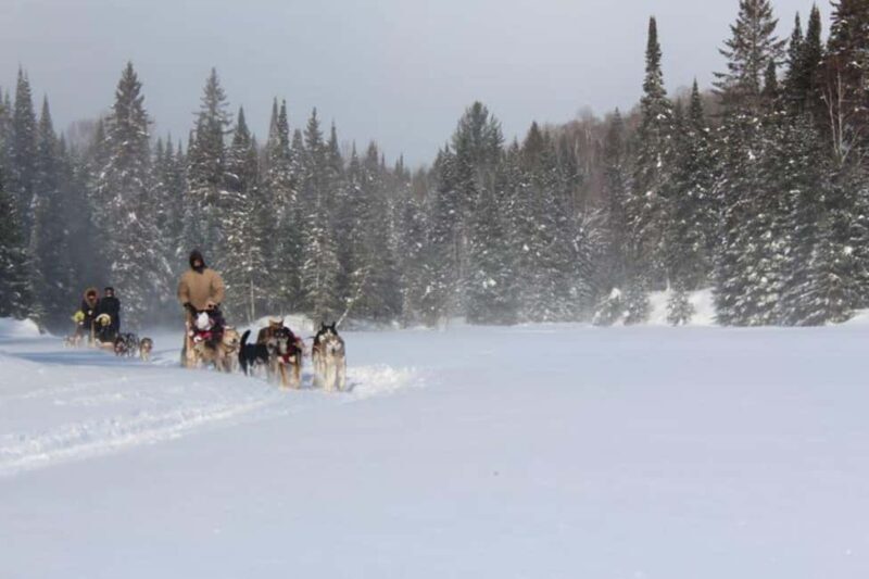 Dogsledding Nordic Adventure near Mont-Tremblant - The Sum Up: Why This Experience Is a Great Choice