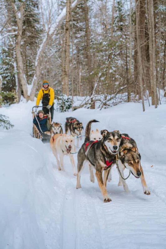 Dogsledding Upper Laurentians near Mont-Tremblant - A Deep Dive into the Experience