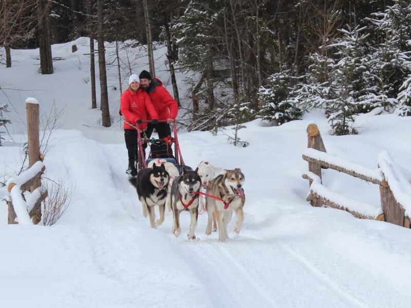 Dogsledding Valley Adventure near Mont-Tremblant - Key Points