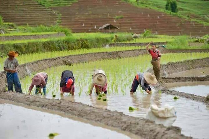 Doi inthanon National Park + 2Hour Fantastic Trekking with Lunch - Waterfalls and Scenic Beauty