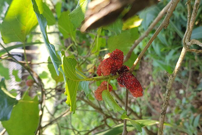 Doi inthanon National Park + 2Hour Fantastic Trekking with Lunch - Small Group Dynamics