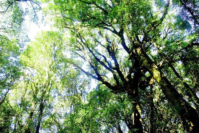 Doi Inthanon National Park, Waterfall & Royal Project Day Tour From Chiang Mai - Practical Details: Transportation, Timing, and Value