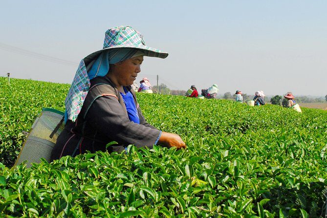 Doi Mae Salong and Mae Sai Explored - A Deep Dive into the Experience