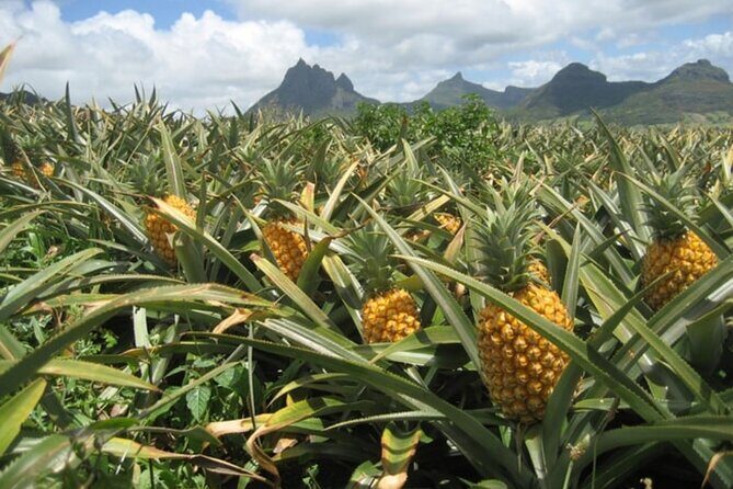 Dole Plantation, Ko Hana Rum and 3 Zipline Adventure Tour - Final Thoughts
