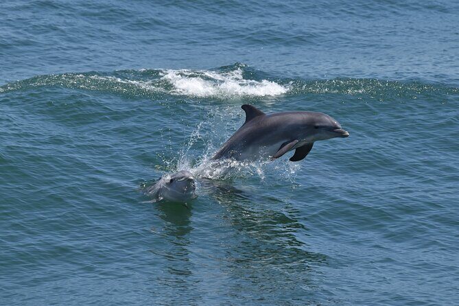 Dolphin and Bird Watching Ecotour Cruise - An In-Depth Look at the Experience in Cape May