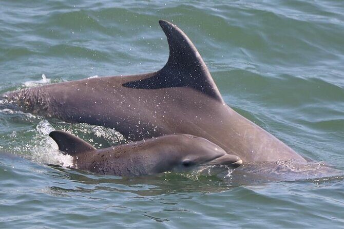 Dolphin and Bird Watching Ecotour Cruise - Frequently Asked Questions