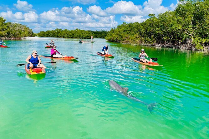 Dolphin and Manatee Adventure Tour of Fort Myers - An Overview of the Experience