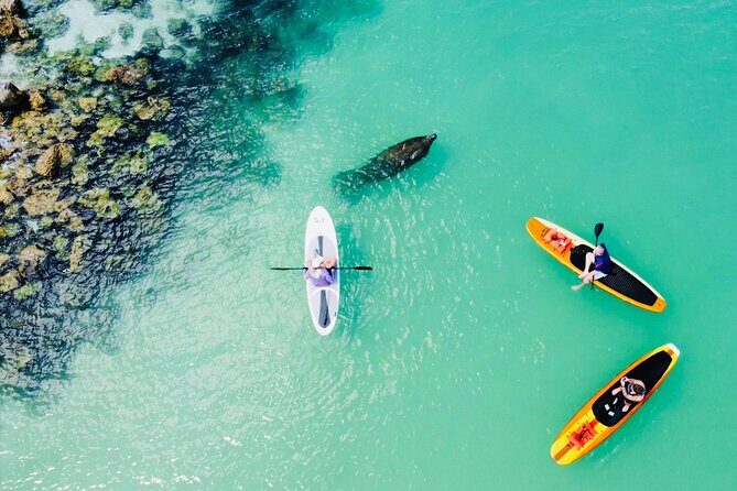 Dolphin and Manatee Adventure Tour of Fort Myers - What You’ll See and Experience