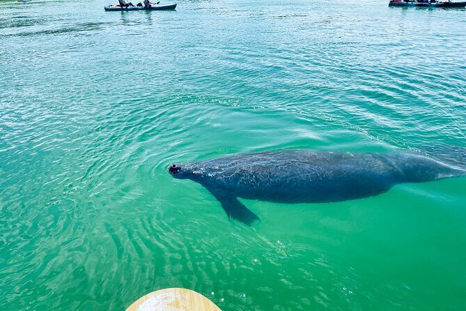Dolphin and Manatee Adventure Tour of Fort Myers - Frequently Asked Questions