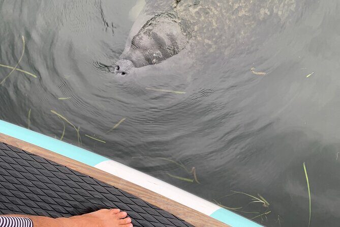 Dolphin and Manatee Adventure tour of Osprey with Florida History - Final Thoughts