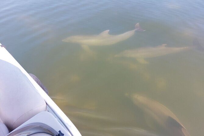 Dolphin and Manatee Boat Tour from Cocoa Beach and Port Canaveral - FAQ Section