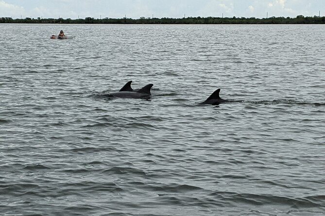Dolphin and Manatee Clear Kayak or Paddleboard Tour - An In-Depth Look at the Experience
