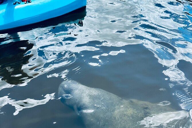 Dolphin and Manatee Kayak and SUP Adventure Tour of Cocoa Beach - Value for Money