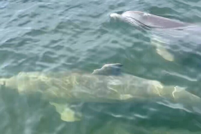 Dolphin and Manatee Kayak and SUP Adventure Tour of Cocoa Beach - Who Would Enjoy This Tour?
