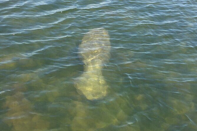 Dolphin and Manatee River Cruise Melbourne, Fl. Tour Time 1030 - Authentic Reviews: What Actual Visitors Say