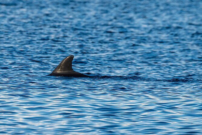 Dolphin and Nature Sunset Cruise from Orange Beach - Final note