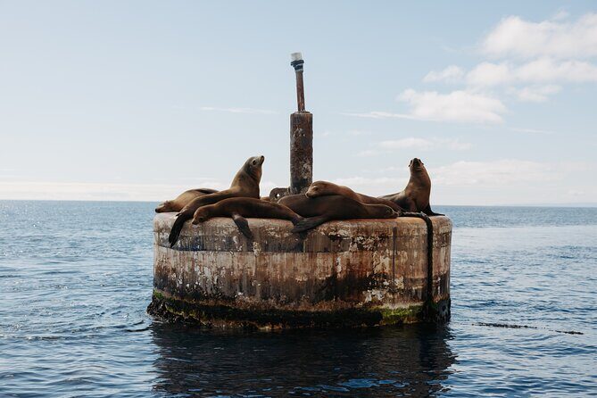 Dolphin and Sea Lion Tour of Catalina Island - An In-Depth Look at the Catalina Island Marine Adventure