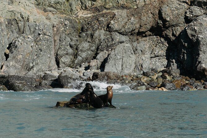 Dolphin and Sea Lion Tour of Catalina Island - Final Thoughts: Who Should Book This Tour?