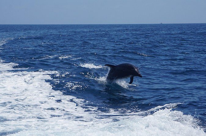 Dolphin and Sea Lion Tour of Catalina Island - Frequently Asked Questions