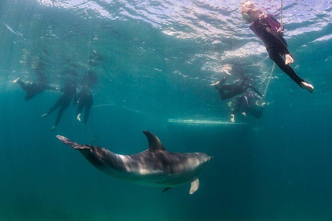 Dolphin and Seal snorkel adventure from Sorrento - Key Points: What You Need to Know at a Glance