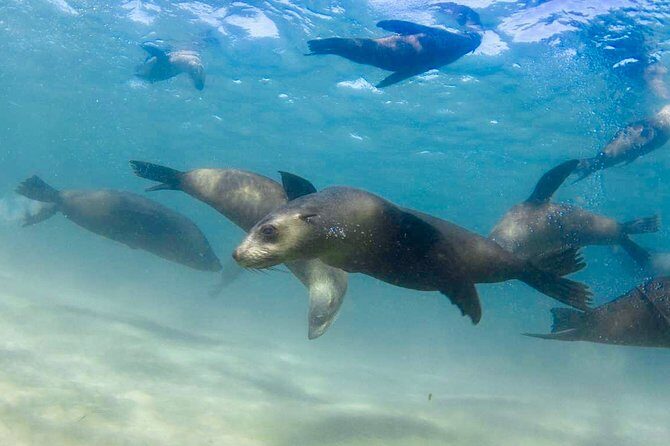 Dolphin and Seal snorkel adventure from Sorrento - How the Tour Works: From Equipment to Encounter