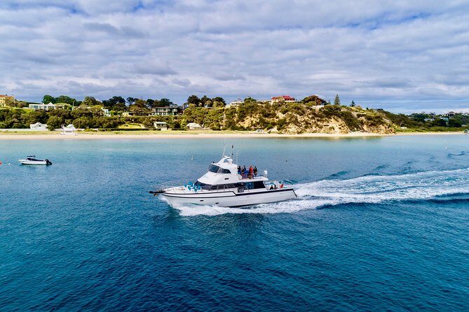 Dolphin and Seal snorkel adventure from Sorrento - The Real Experience: Swimming with Dolphins and Seals