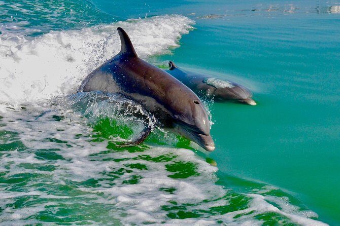 Dolphin and Shelling Cruise for up to 12 people - Practical Details