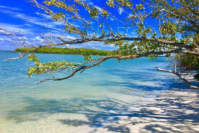 Dolphin and Shelling Cruise for up to 12 people - What Travelers Say