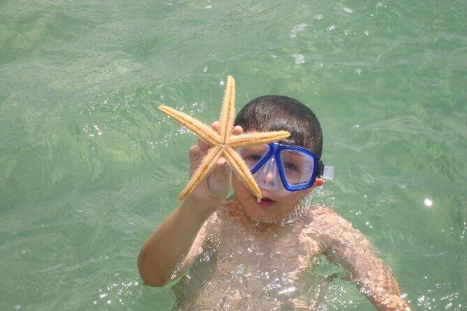 Dolphin and Snorkeling Activity in Panama City Florida - Key Points