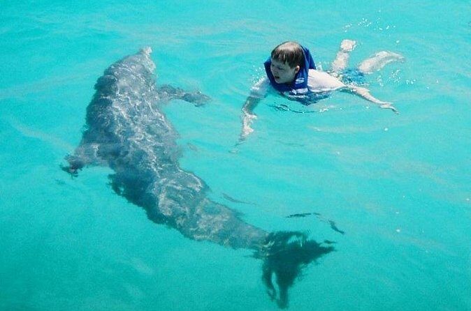 Dolphin and Snorkeling Activity in Panama City Florida - The Experience in Practice: What Travelers Say