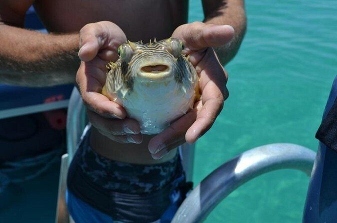 Dolphin and Snorkeling Activity in Panama City Florida - FAQ
