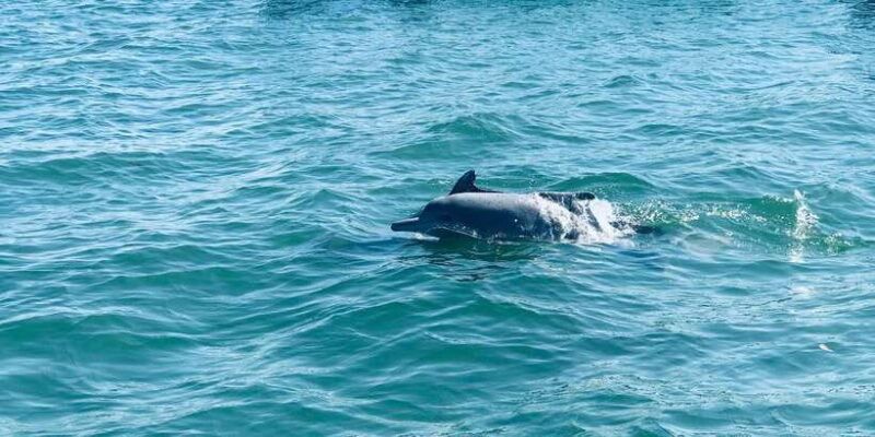 Dolphin and Whale Watching in Negombo - Key Points