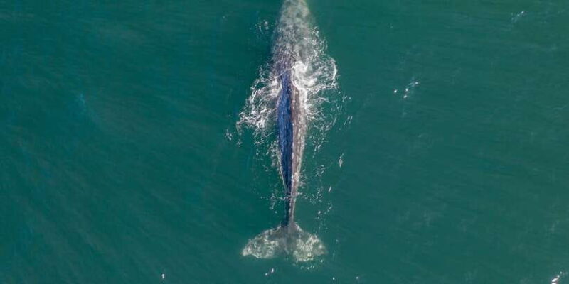 Dolphin and Whale Watching in Negombo - Introducing the Negombo Dolphin and Whale Watching Tour