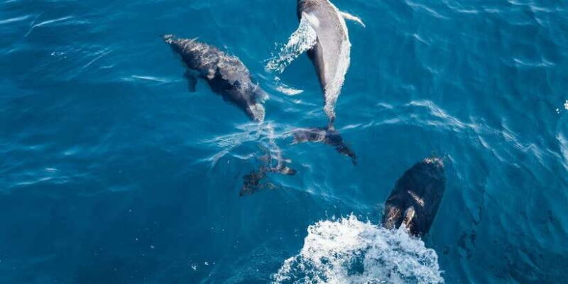 Dolphin and Whale Watching in Negombo - The Value of This Experience