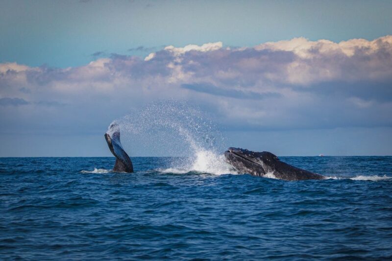 Dolphin and Whale Watching in Negombo - Authenticity and Practical Tips