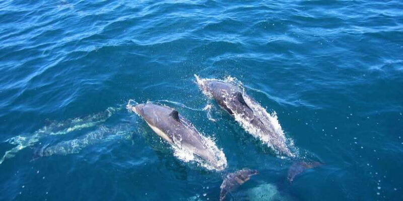 Dolphin and Whale Watching in Negombo - Additional Considerations and Recommendations
