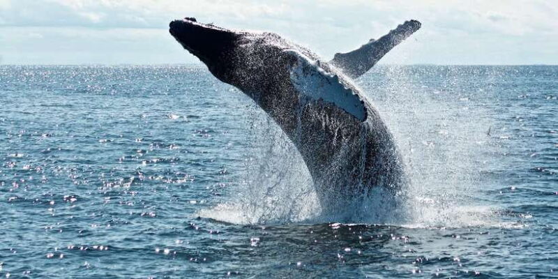 Dolphin and Whale Watching in Negombo - The Sum Up