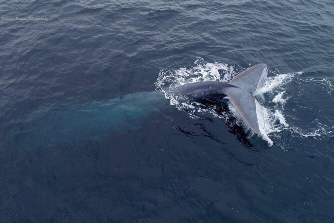 Dolphin and Whale Watching Sunset Cruise - Setting the Scene: Meeting Point and Logistics