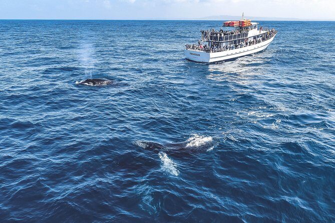 Dolphin and Whale Watching Sunset Cruise - The Comfort Factor